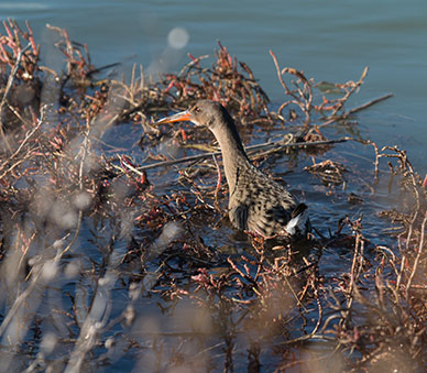 Lisa & Douglas Goldman Fund